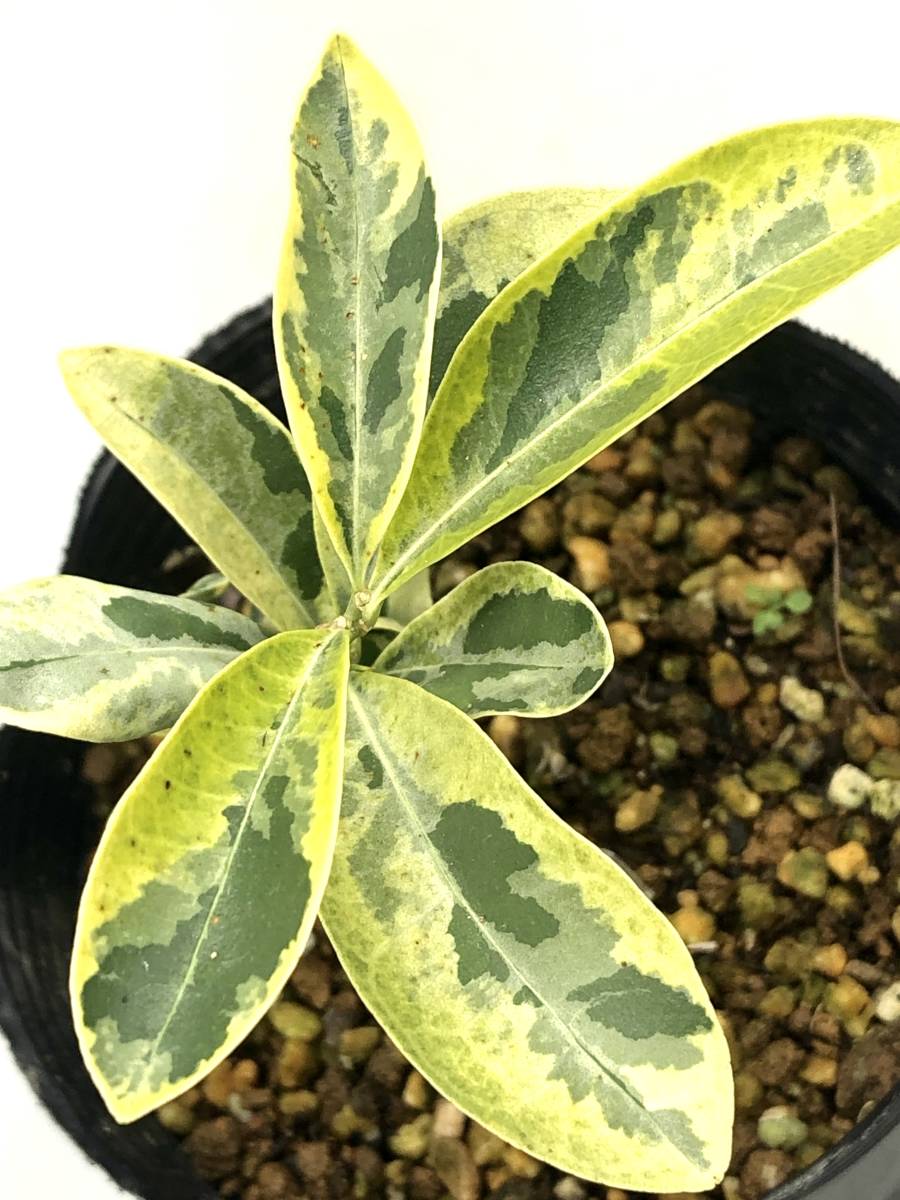 1022-24 キンズ 白斑 レアプランツ/珍しい植物/山野草/古典園芸/庭木/盆栽/栽培品/斑入り(その他)｜売買されたオークション情報、yahooの商品情報をアーカイブ公開 ...