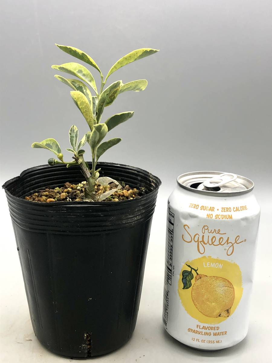 1022-24 キンズ 白斑 レアプランツ/珍しい植物/山野草/古典園芸/庭木/盆栽/栽培品/斑入り(その他)｜売買されたオークション情報、yahooの商品情報をアーカイブ公開 ...