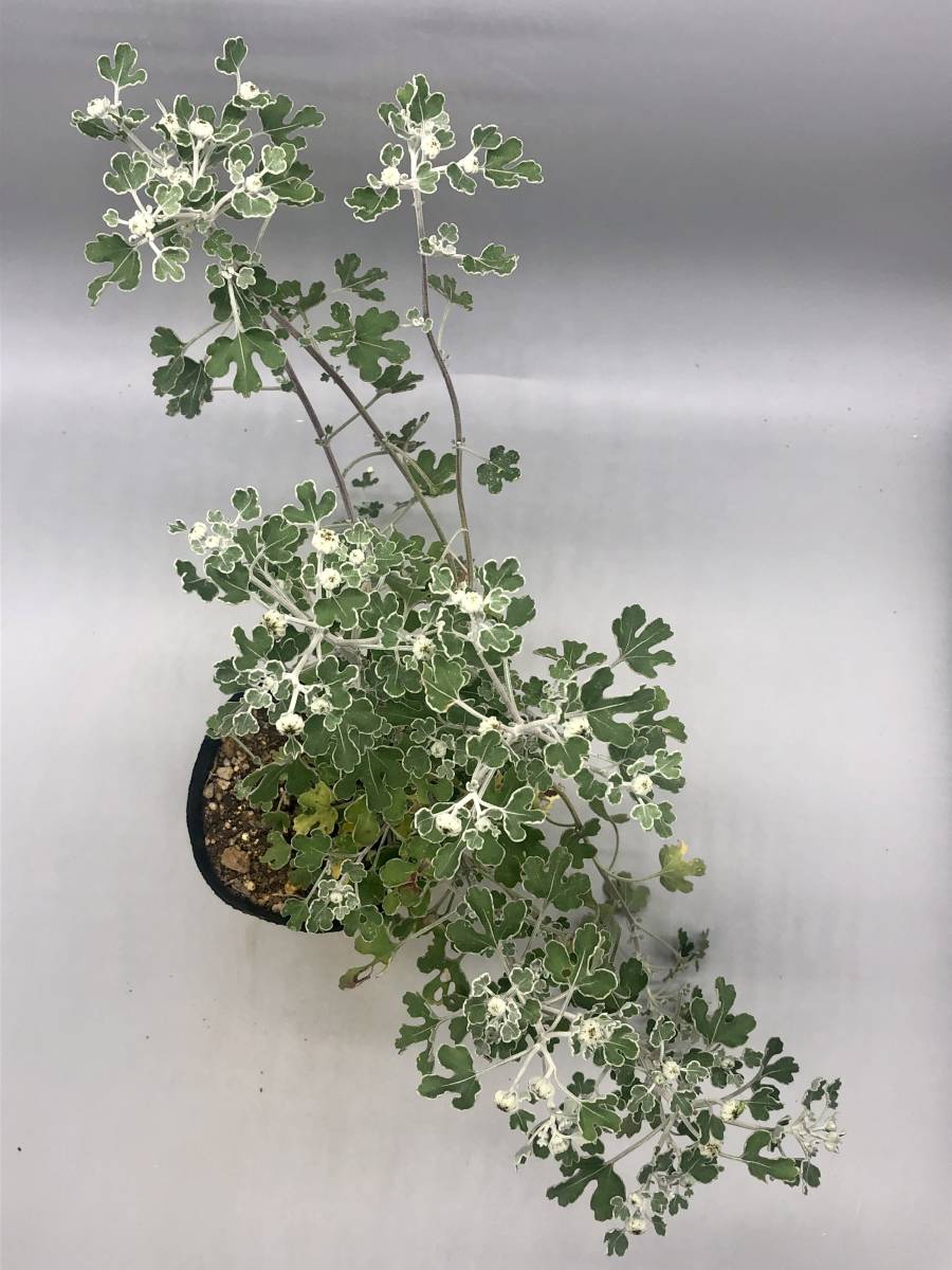 Yahoo!オークション - 1029-45 アシズリノジギク 【撫子弁】 レアプラ...