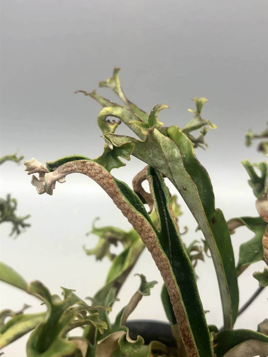 1029-50 ヒトツバ ‘小波獅子‘ レアプランツ/珍しい植物/山野草/栽培品/盆栽/古典園芸/庭木/シダ(花)｜売買されたオークション情報、yahooの商品情報をアーカイブ公開 ...