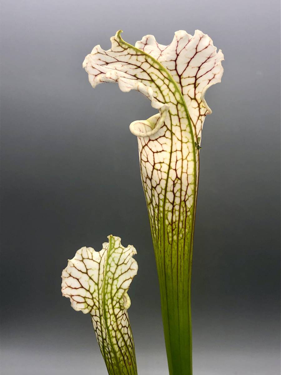 1105-02 サラセニア LR-21 レウコフィラ系 八重咲 レアプランツ/珍しい植物/山野草/食虫植物/栽培品(花)｜売買されたオークション情報、yahooの商品情報をアーカイブ公開 ...