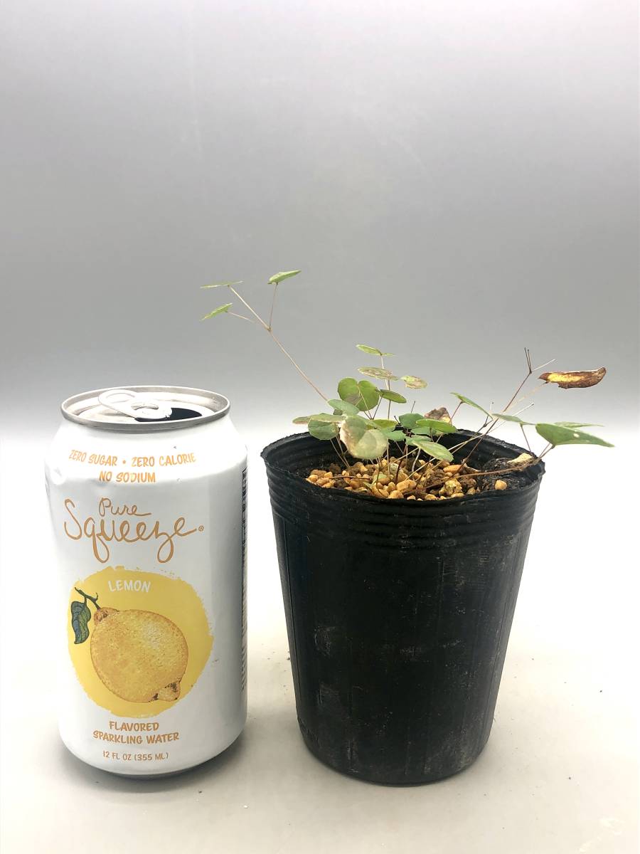 Yahoo!オークション - 1105-33 イカリソウ カンパニュラータム【原種】...