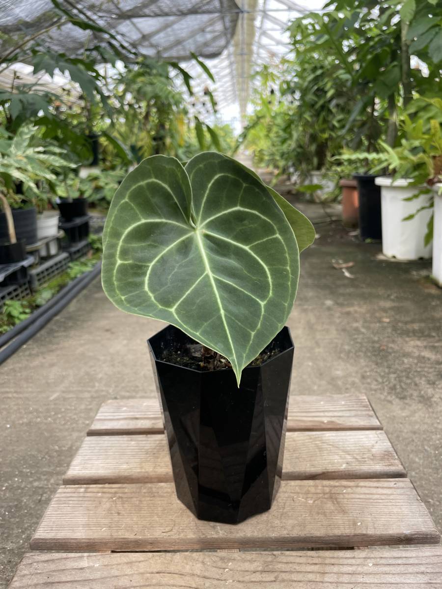 Yahoo!オークション - アンスリウム・クラリネルビウム Anthurium Clar...