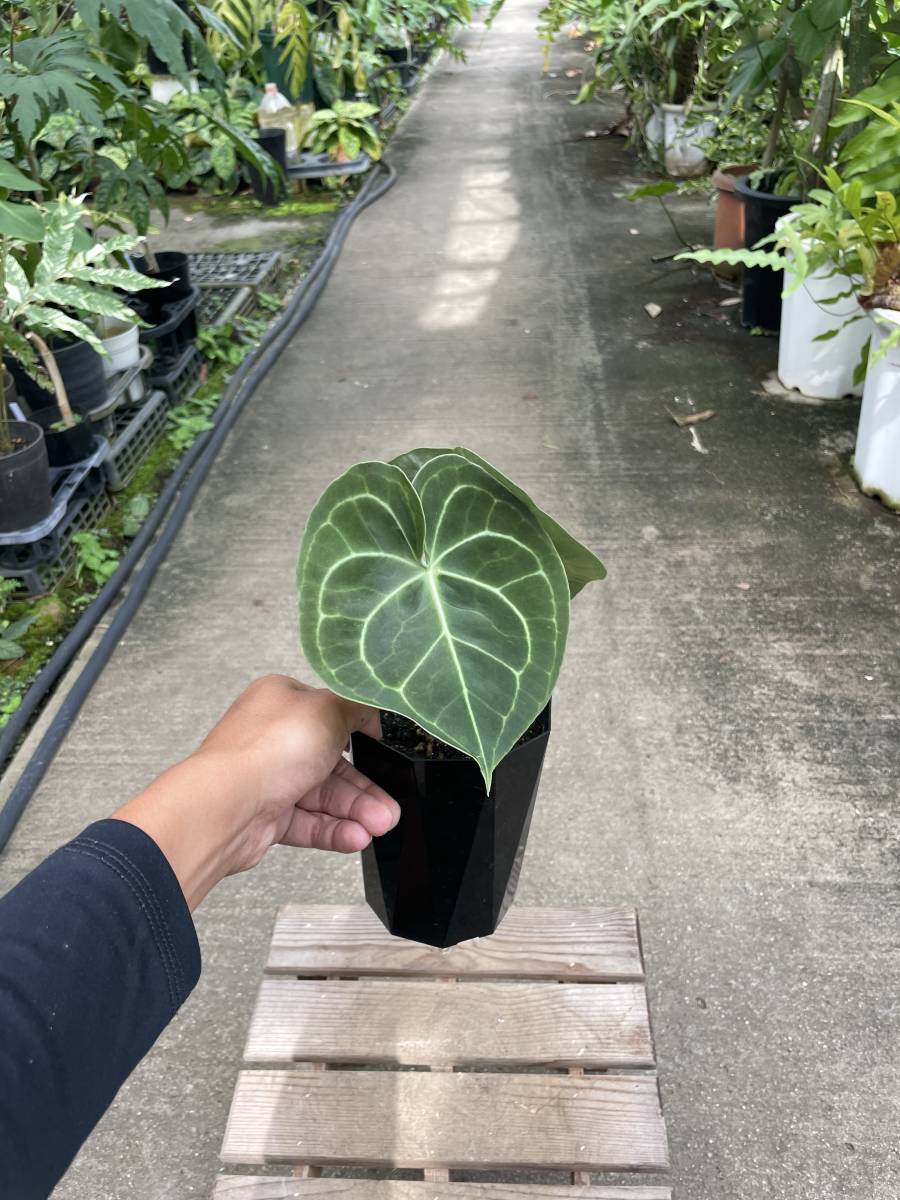 Yahoo!オークション - アンスリウム・クラリネルビウム Anthurium Clar...