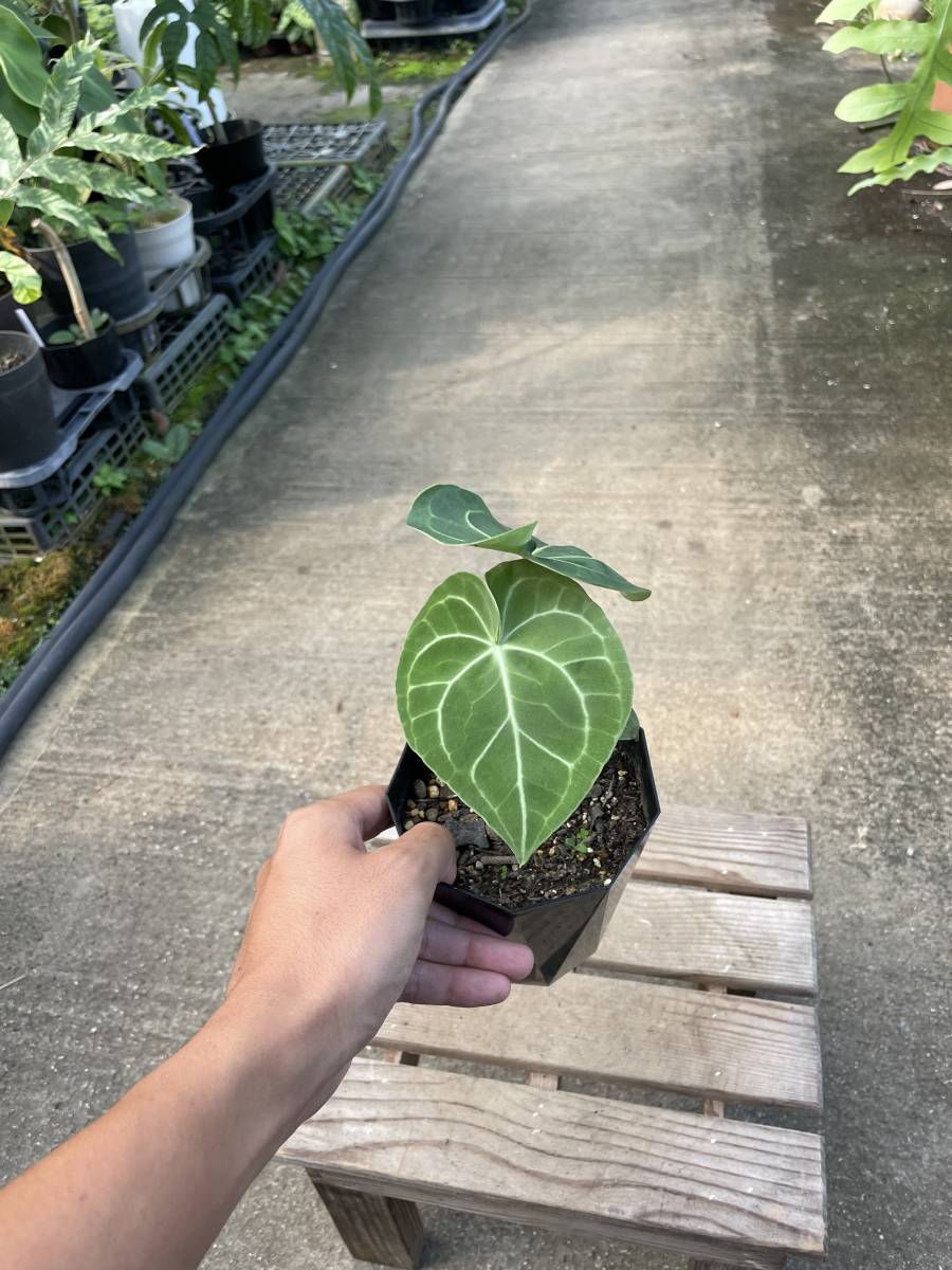 Yahoo!オークション - アンスリウム・クラリネルビウム Anthurium Clar...