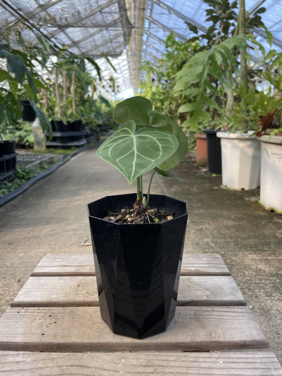 Yahoo!オークション - アンスリウム・クラリネルビウム Anthurium Clar...