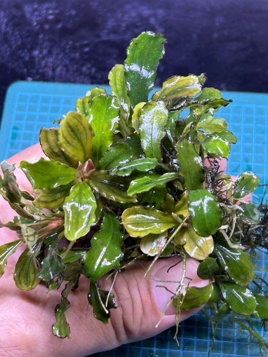 Yahoo!オークション - 【TB便】Bucephalandra sp.sintang ブセファラン...