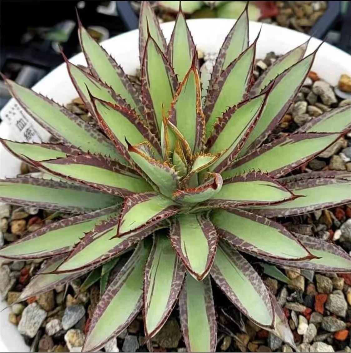 Yahoo!オークション - B54 激レア高級品種 アガベ 血統 Bloodlines