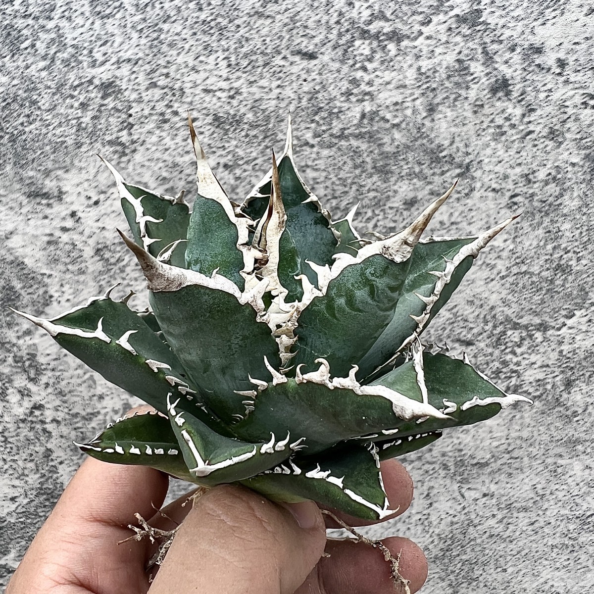 Yahoo!オークション - B61 正規品です アガベ チタノタ 海王 極美極上...