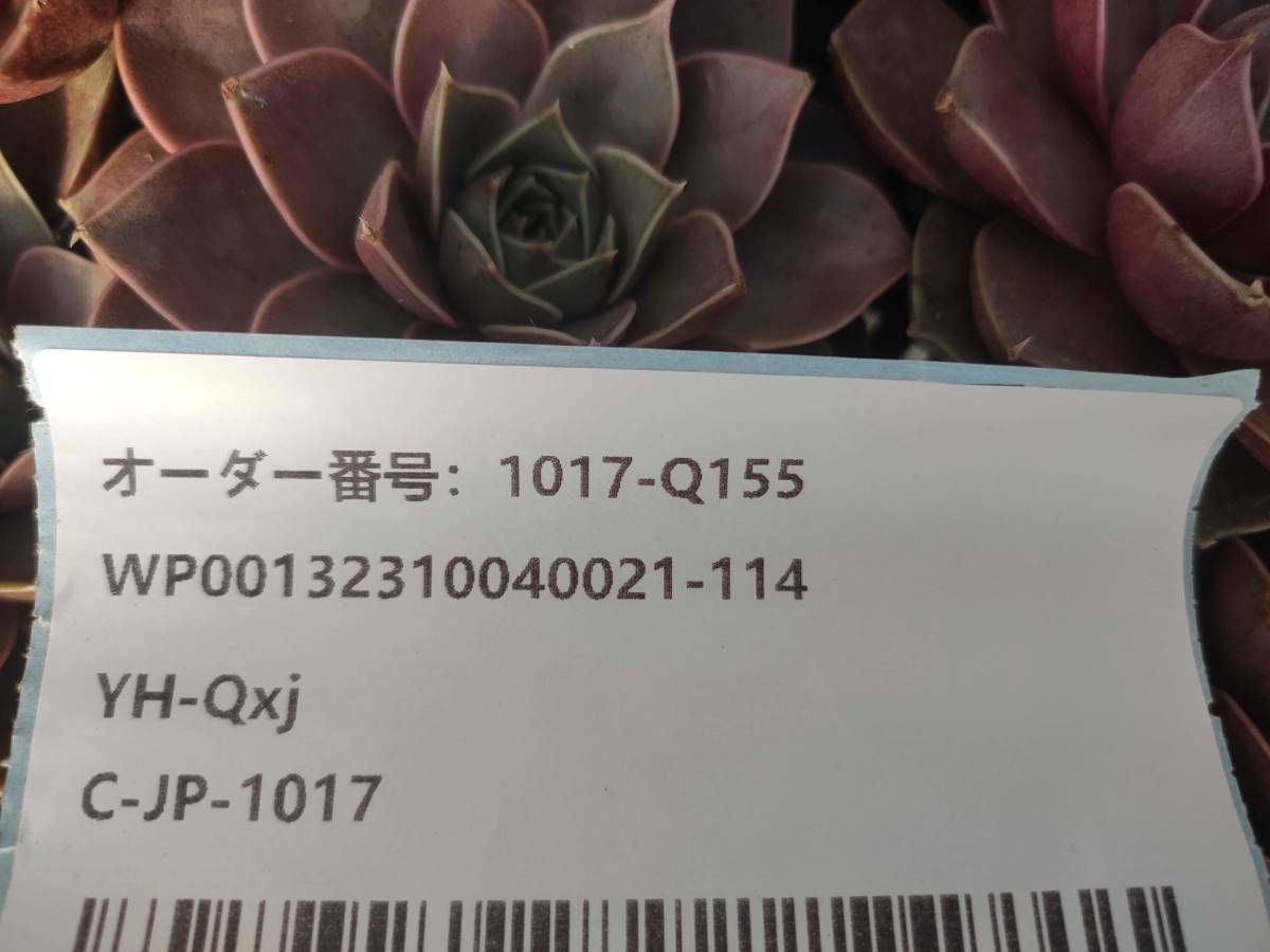 Yahoo!オークション - 1017-Q155 パパローズ22個 多肉植物 韓国 エケベ...
