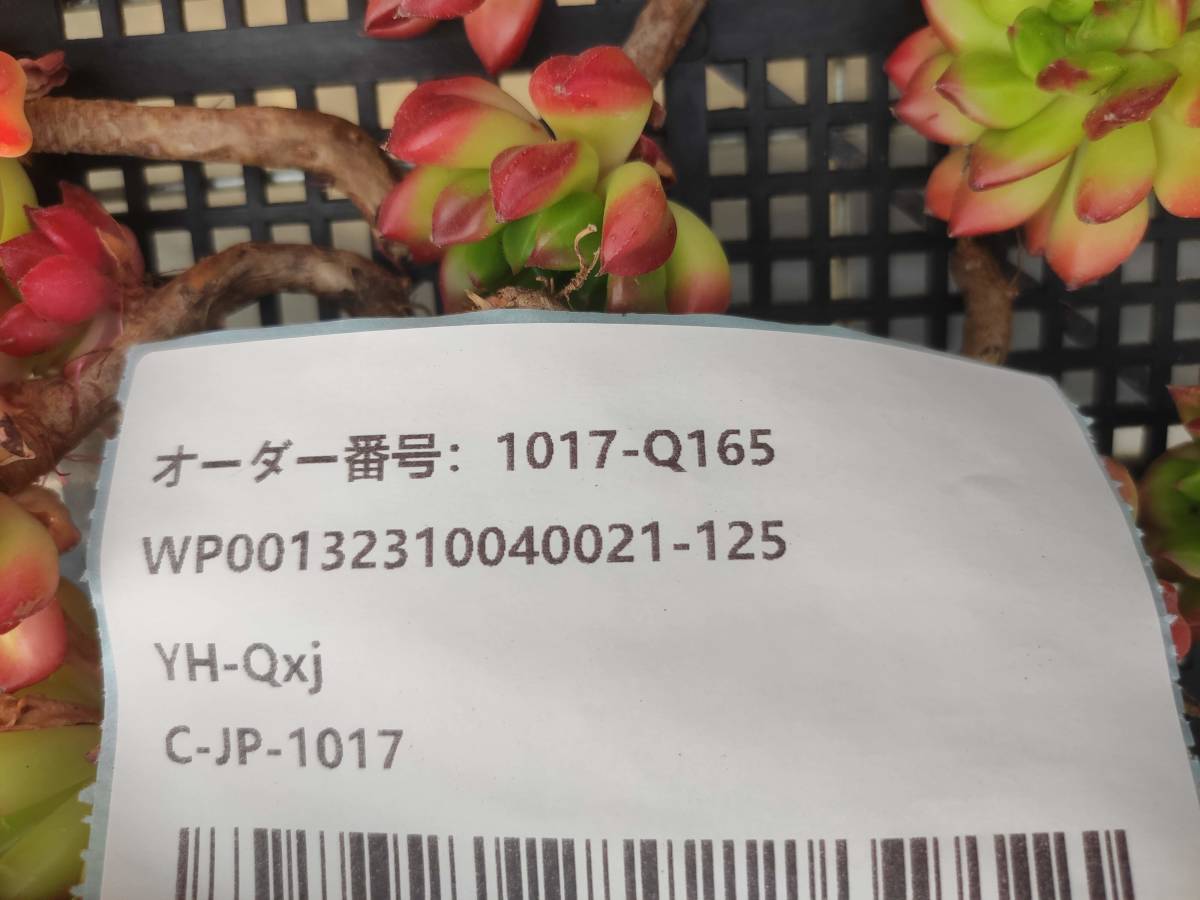 Yahoo!オークション - 1017-Q165 スモールランタン30個 多肉植物 韓国 ...