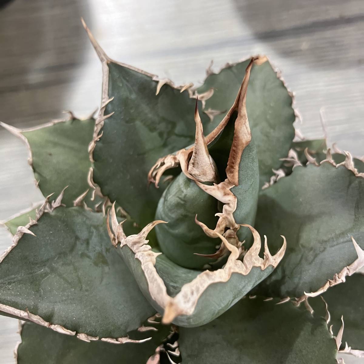 Yahoo!オークション - 【龍園觀】①No.A159 特選 アガベ 多肉植物 チタ...