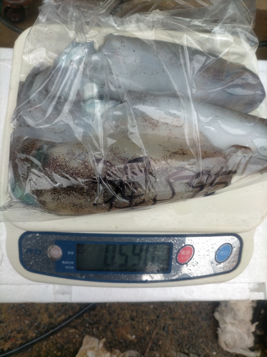 Yahoo!オークション - 長崎県産 アオリイカ釣りたてを冷凍6.495g 27杯 ...