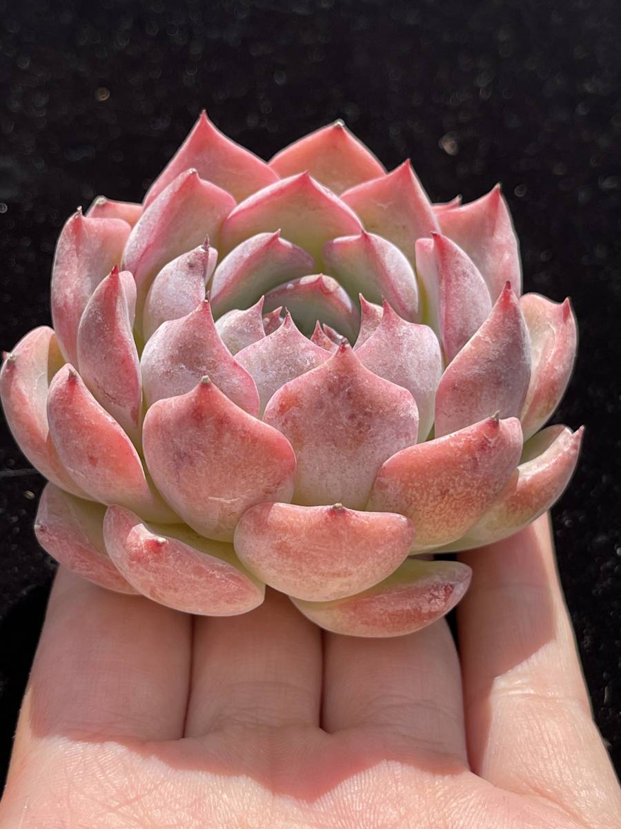 Yahoo!オークション - 12株 J56-2 多肉植物 エケベリア クレロン 超美...