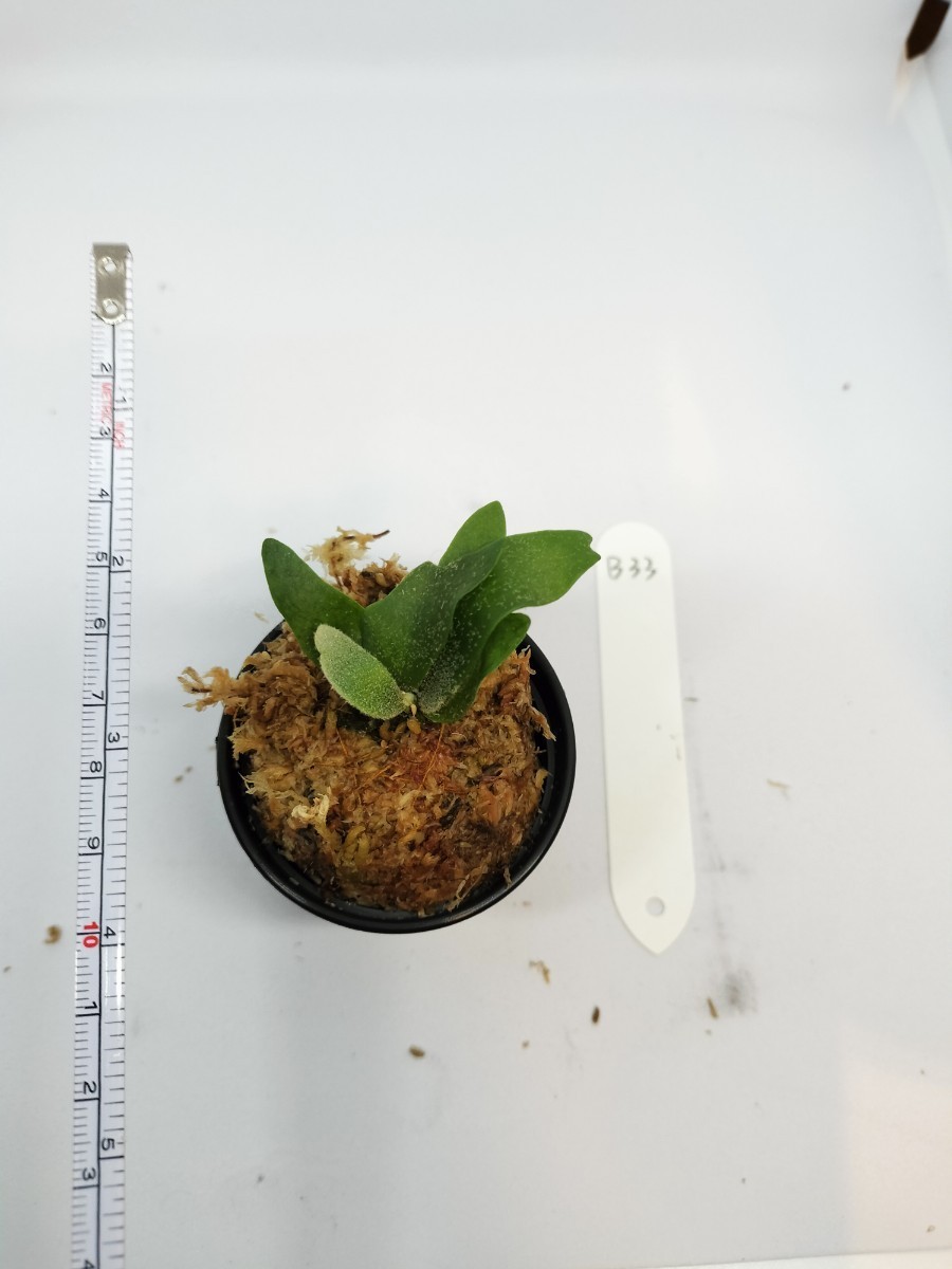 Yahoo!オークション - B33.P.willinckii bacteria sporeling ビカクシ...