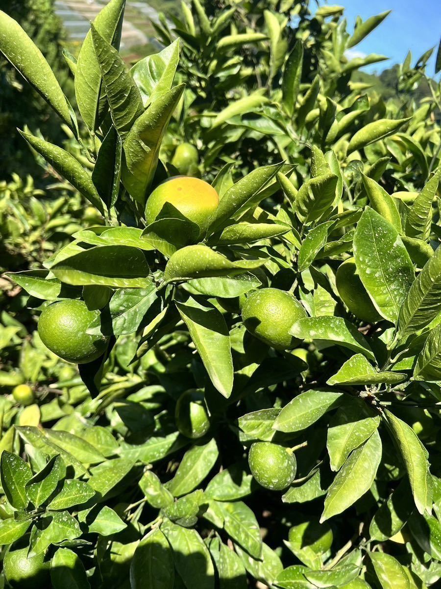 Yahoo!オークション - 熊本県産 極早生 みかん 〜 10kg 2s~s程度