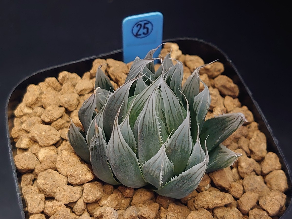 ハオルチア H.davidii N1白肌 payne's Hill Haworthia(観葉植物)｜売買されたオークション情報、yahooの商品情報をアーカイブ公開 - オークファン ...