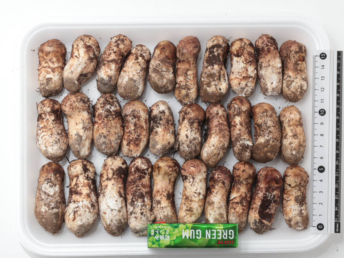 Yahoo!オークション - 370gいわての美味しいマツタケ 10/3