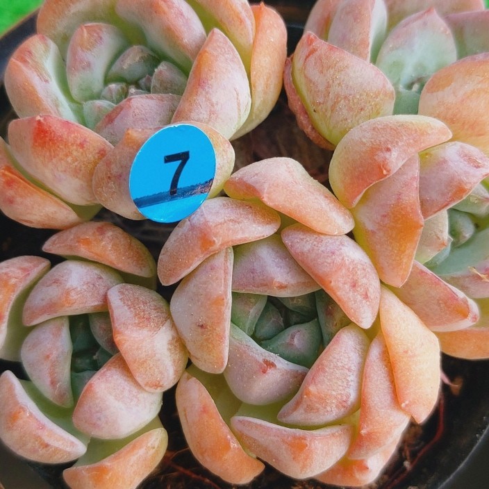 Yahoo!オークション - 1010-B007 アイスグリーン交配 エケベリア 多肉...