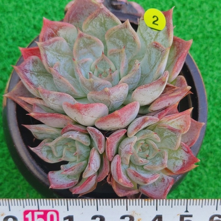 Yahoo!オークション - 1021-Y302 キスミー エケベリア 多肉植物 韓国苗