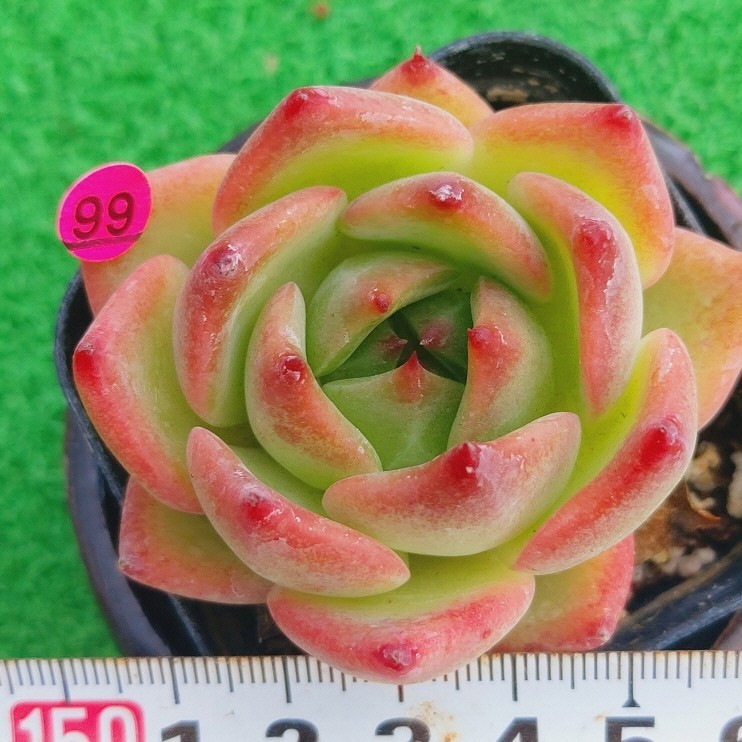 Yahoo!オークション - 1025-P199 Flora エケベリア 多肉植物 韓国苗