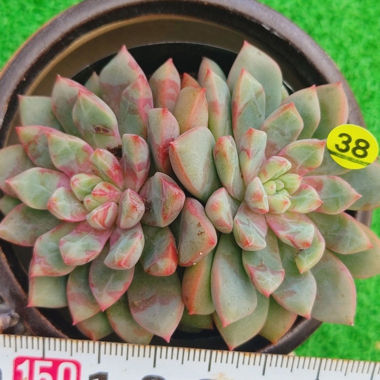 Yahoo!オークション - 1014-Y338 ビンセントジョー エケベリア 多肉植...