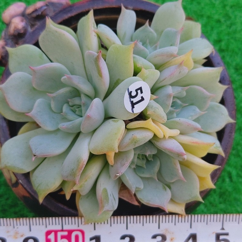 Yahoo!オークション - 1021-W251 棘 エケベリア 多肉植物 韓国苗