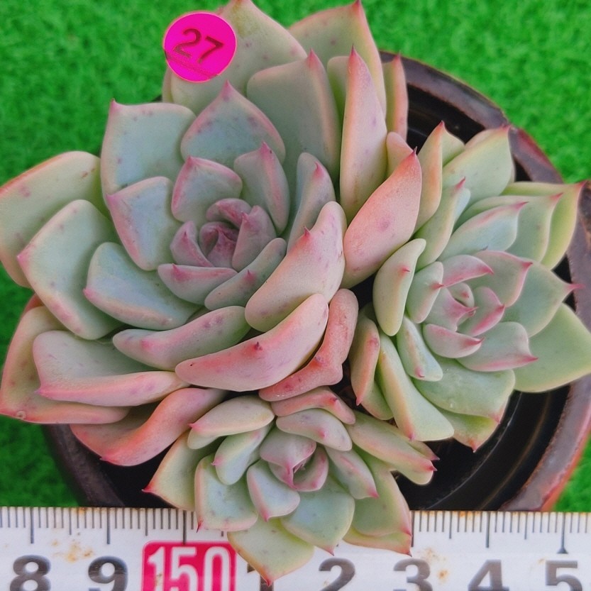 Yahoo!オークション - 1012-P127 ブラックボール エケベリア 多肉植物 ...