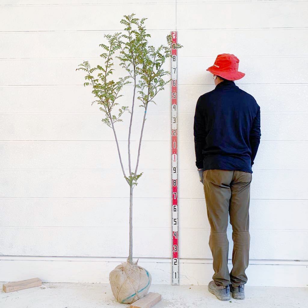 朝倉サンショウ 約190cm 山椒の実 朝倉山椒 アサクラサンショウ(植木、庭木)｜売買されたオークション情報、yahooの商品情報をアーカイブ公開 - オークファン（aucfan.com）