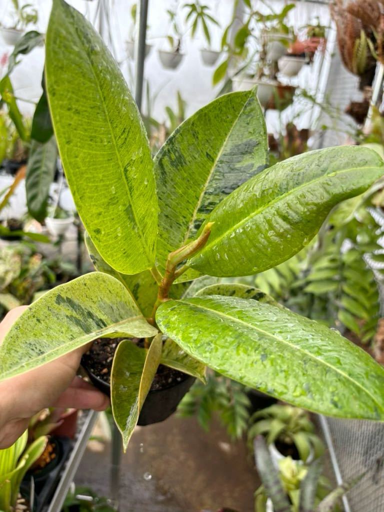 Yahoo!オークション - フィカス・ジン Ficus elastica 'Jin'