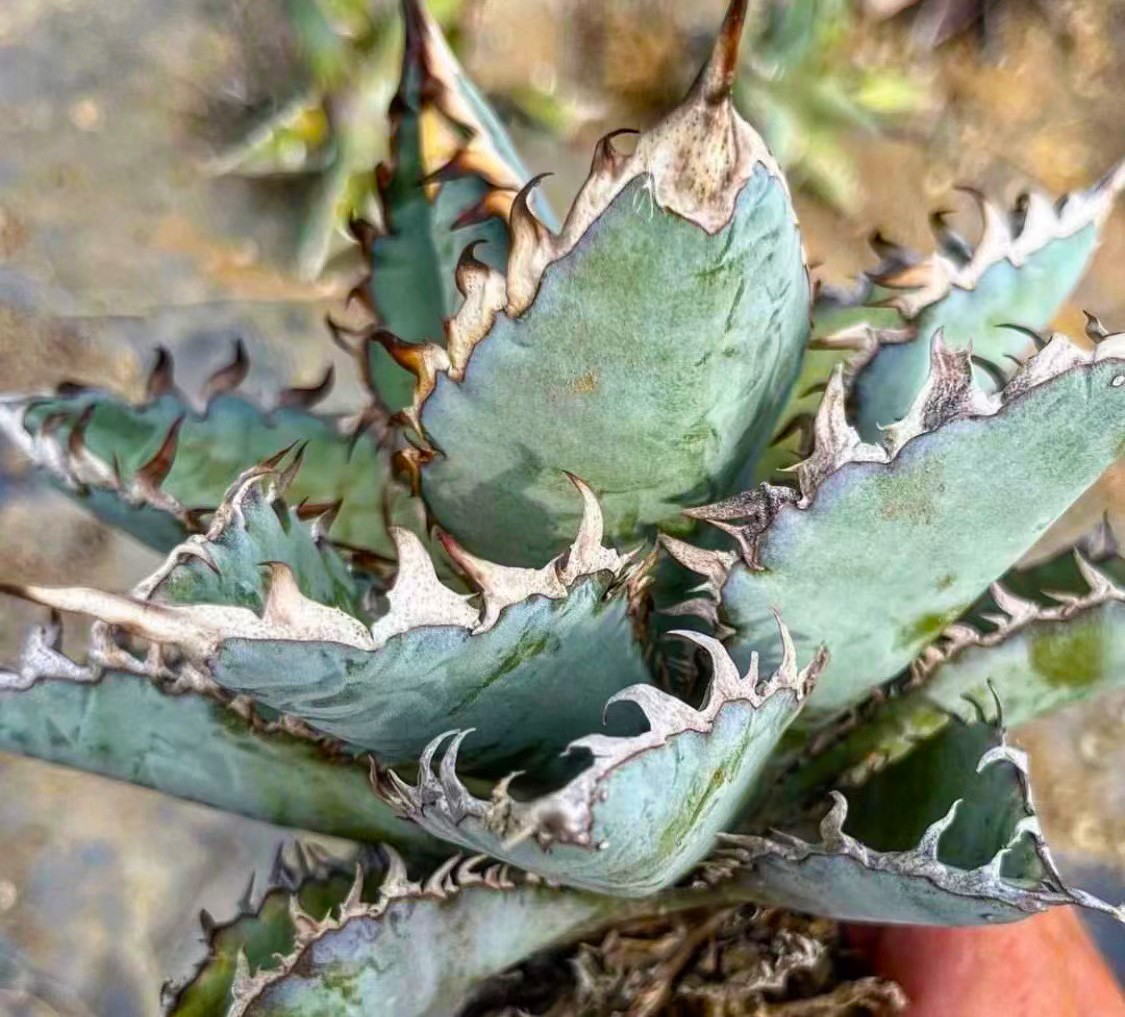 Yahoo!オークション - 多肉植物 BH4アガベ チタノタ BEAST ビースト/...