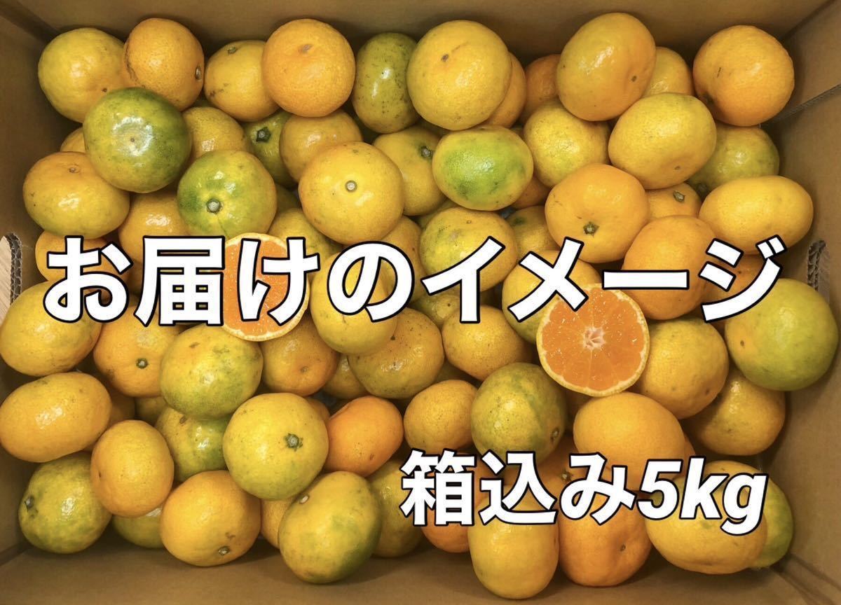 Yahoo!オークション - y114 紀南みかん 100個ぐらい 箱込み5kg 小玉ミ...