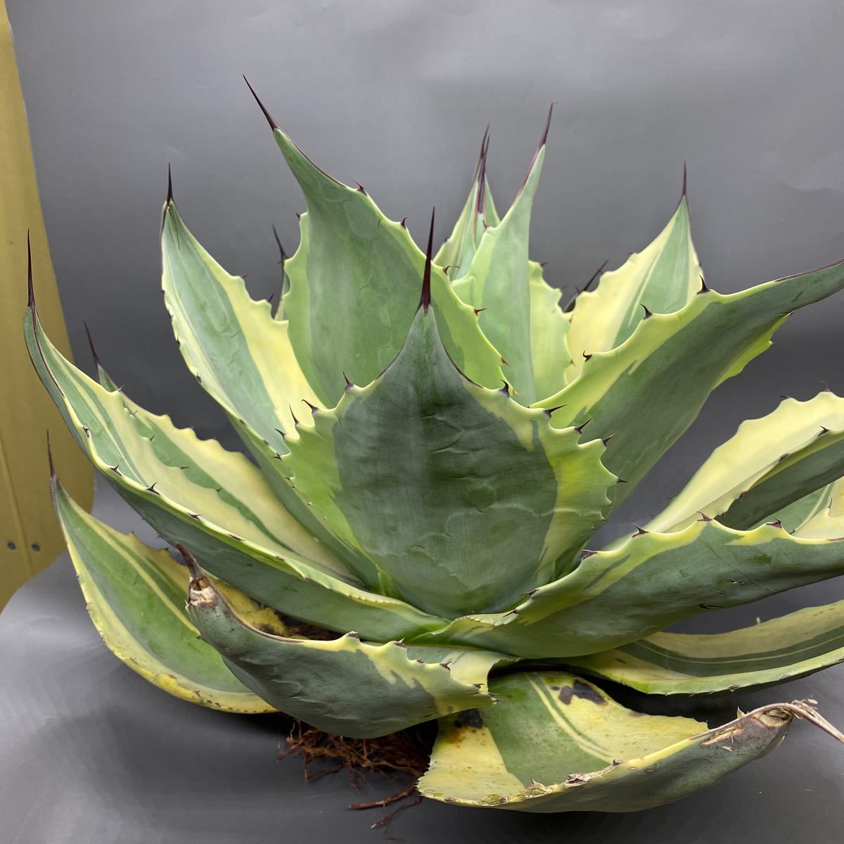 Yahoo!オークション - S1006-13 【大株】Agave ovatifolia Orca アガベ...