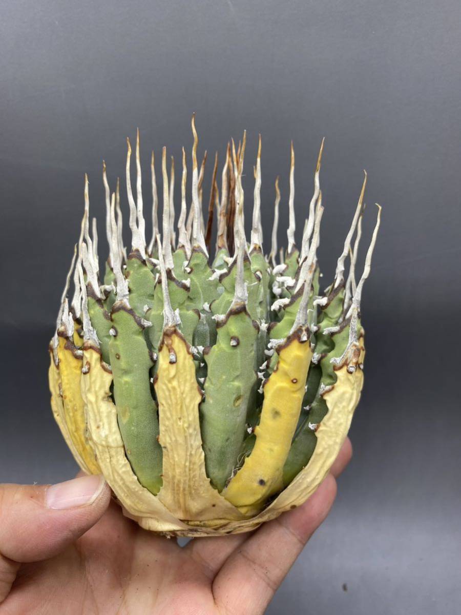 Yahoo!オークション - S1006-52 陽炎蕾形厚肉粗曲棘 アガベ ユタエンシ...