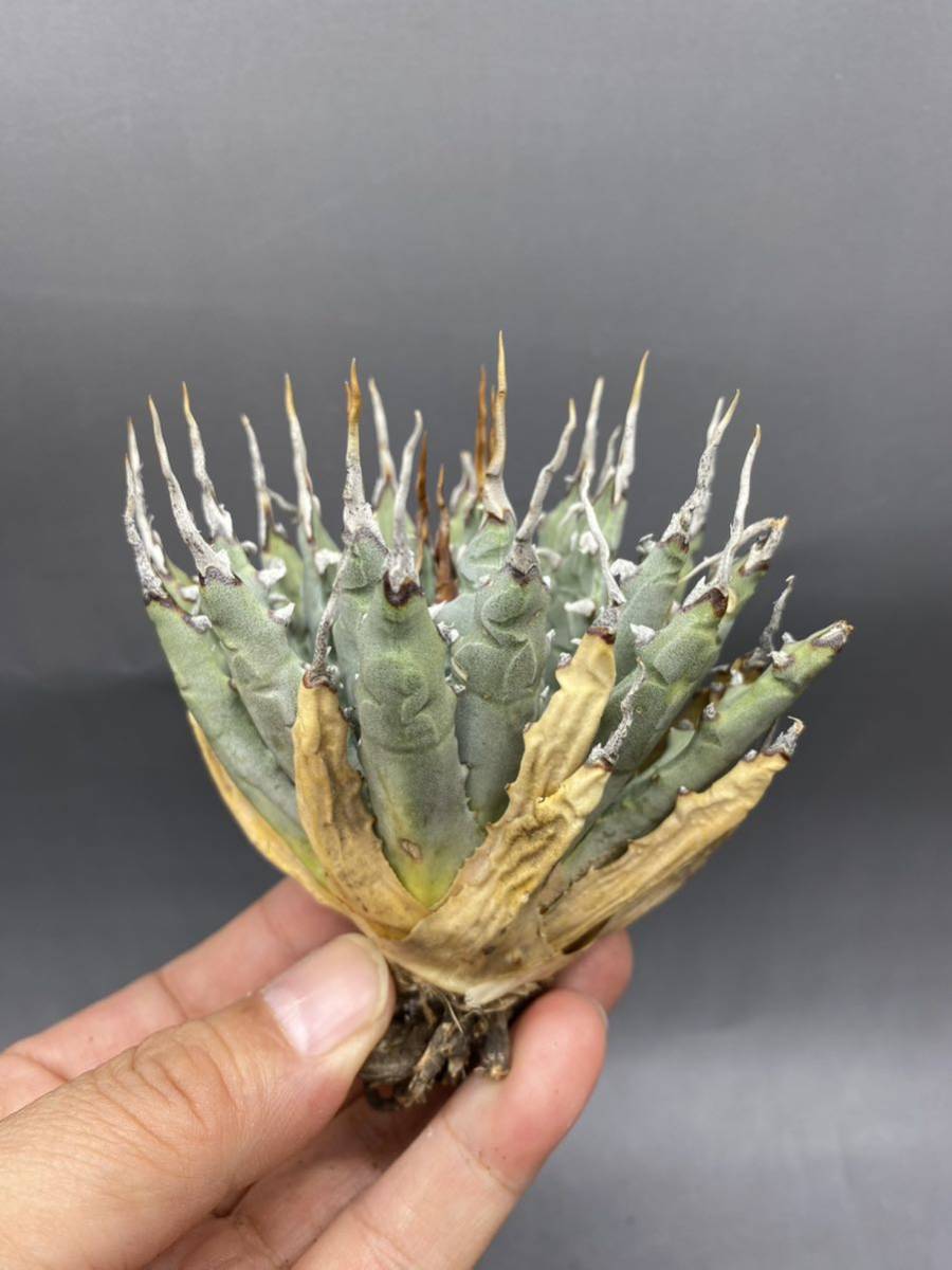 Yahoo!オークション - S1025-82 陽炎蕾形厚肉粗曲棘 アガベ ユタエンシ...