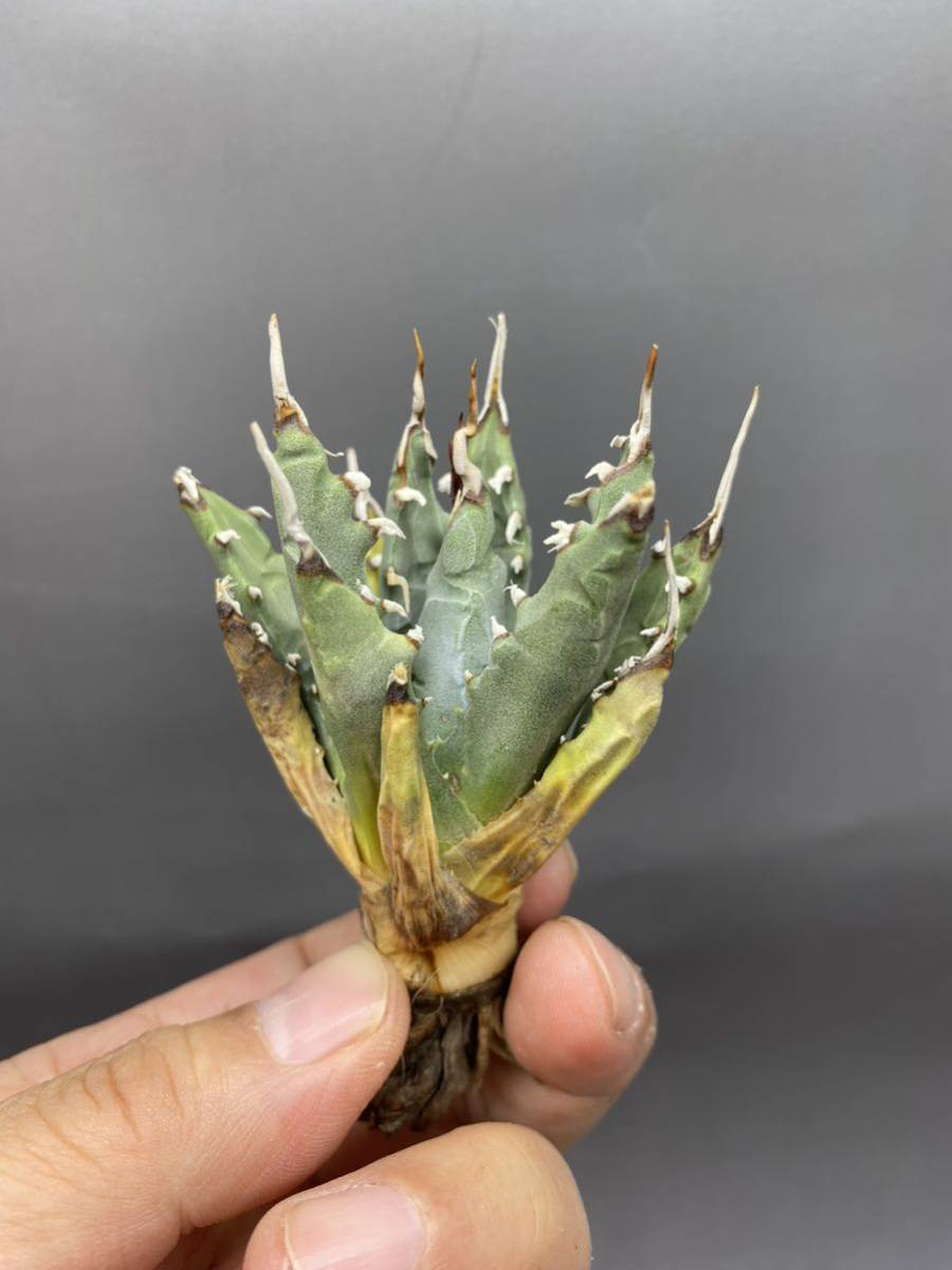 Yahoo!オークション - S1025-133 陽炎蕾形厚肉粗曲棘 アガベ ユタエン...