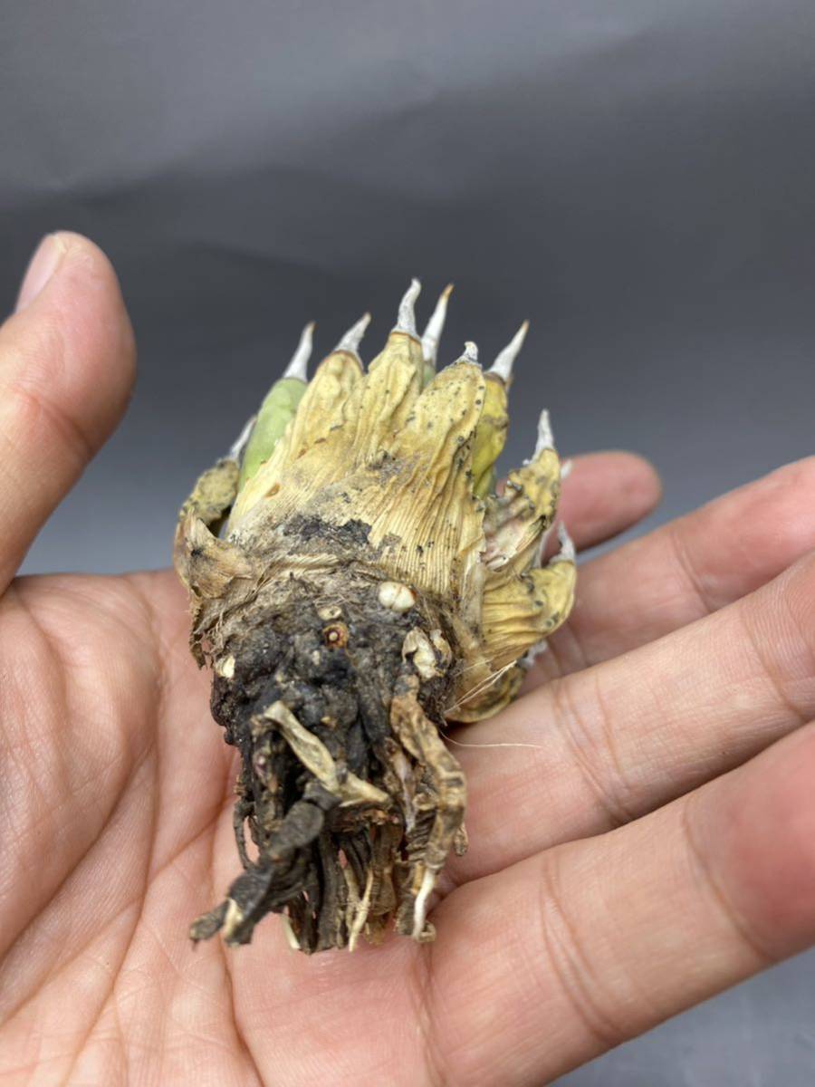 Yahoo!オークション - S1025-138【小株】陽炎蕾形厚肉粗曲棘 アガベ ユ...