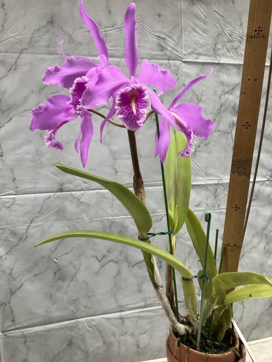 Yahoo!オークション - C.maxima 'Gorgeous' (OG) SM/JOGA