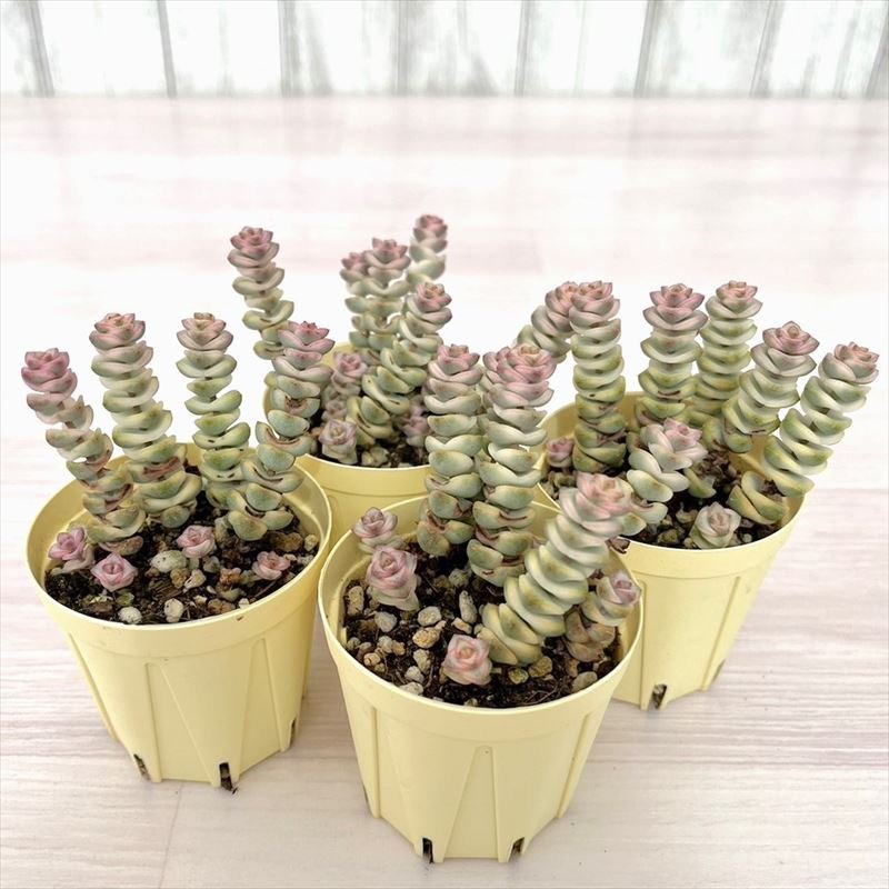 1017-106 クラッスラ ファンタジー 4個セット 6cmポット 多肉植物 現品(サボテン)｜売買されたオークション情報、yahooの商品情報をアーカイブ公開 - オークファン ...