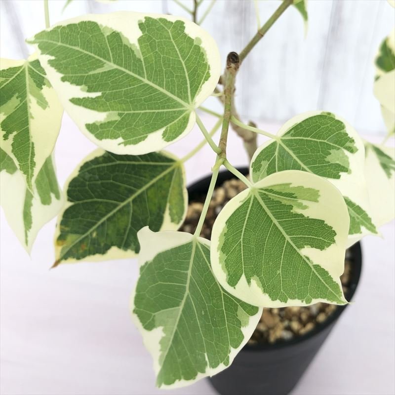 1017-108 フィカス ランフィー 斑入り レア品種 観葉植物 現品(観葉植物)｜売買されたオークション情報、yahooの商品情報をアーカイブ公開 - オークファン（aucfan.com）