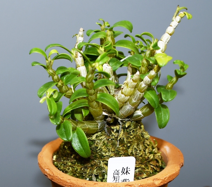 Yahoo!オークション - 蘭遊園 長生蘭『妹背』 富貴蘭 春蘭 中国蘭 ラン...