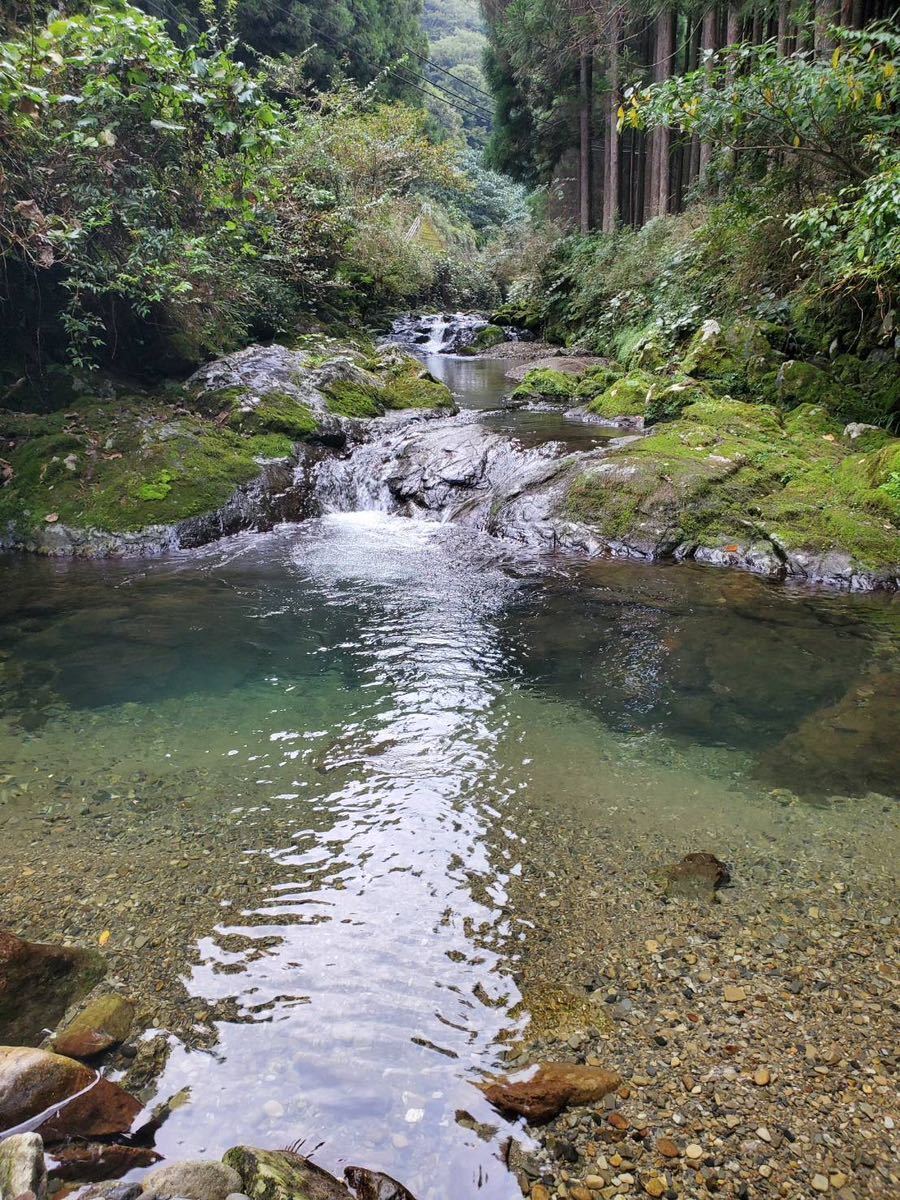Yahoo!オークション - 10/7獲り 清流古座川の天然鮎 10匹 16〜17c 360g...