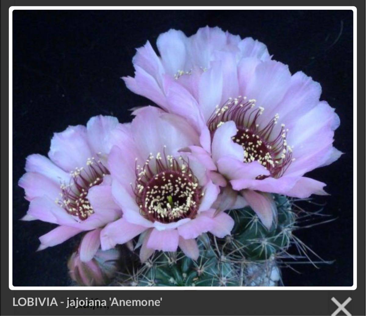 Yahoo!オークション - LOBIVIA jajoiana 'Anemone' 花サボテン