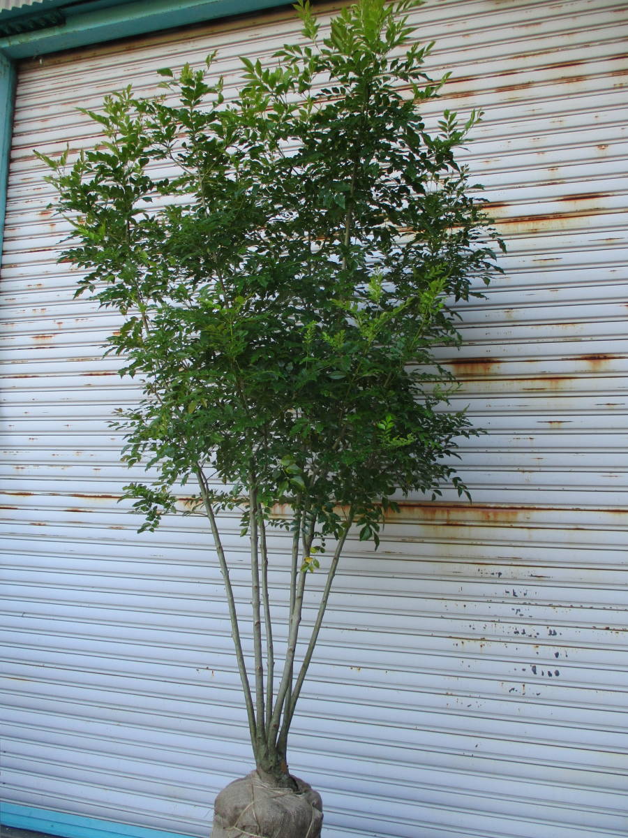 Yahoo!オークション - 素晴らしい本株立ち シンボルツリーに 耐寒性シ...