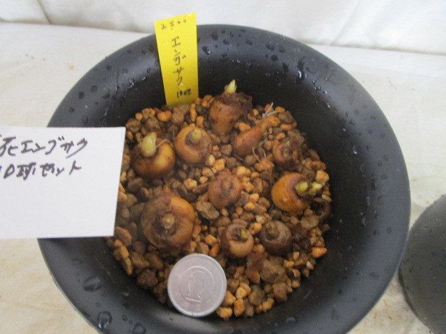 Yahoo!オークション - 山野草盆栽 青花エンゴサク10球セットN03