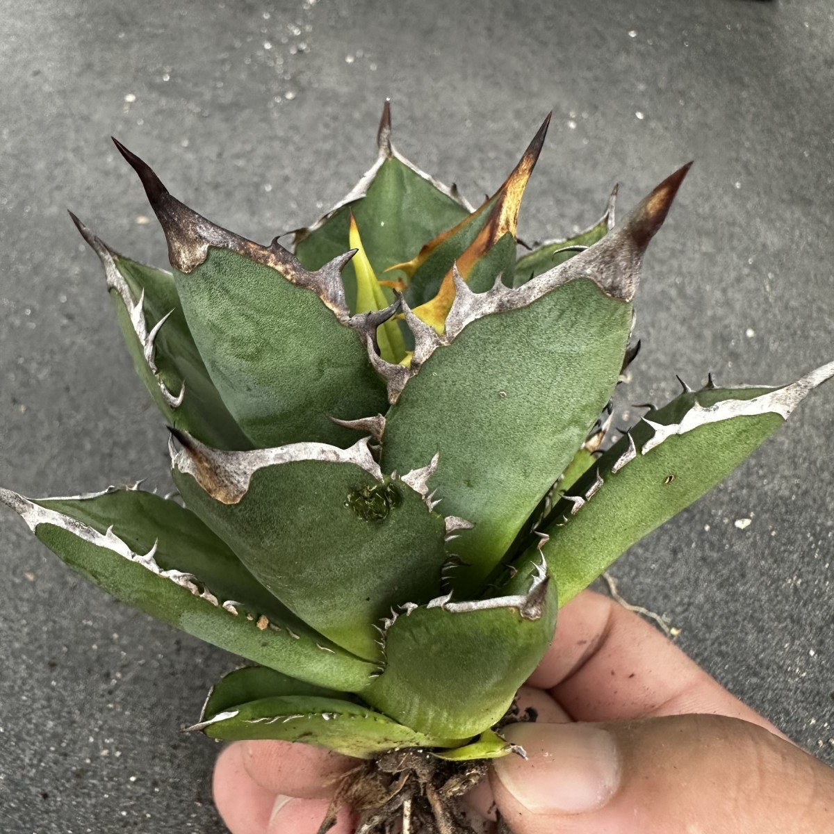 E22 パンダ園芸 多肉植物アガベ チタノタ 剣龍 ボールタイプ PUP(アガベ)｜売買されたオークション情報、yahooの商品情報をアーカイブ公開 - オークファン（aucfan.com）