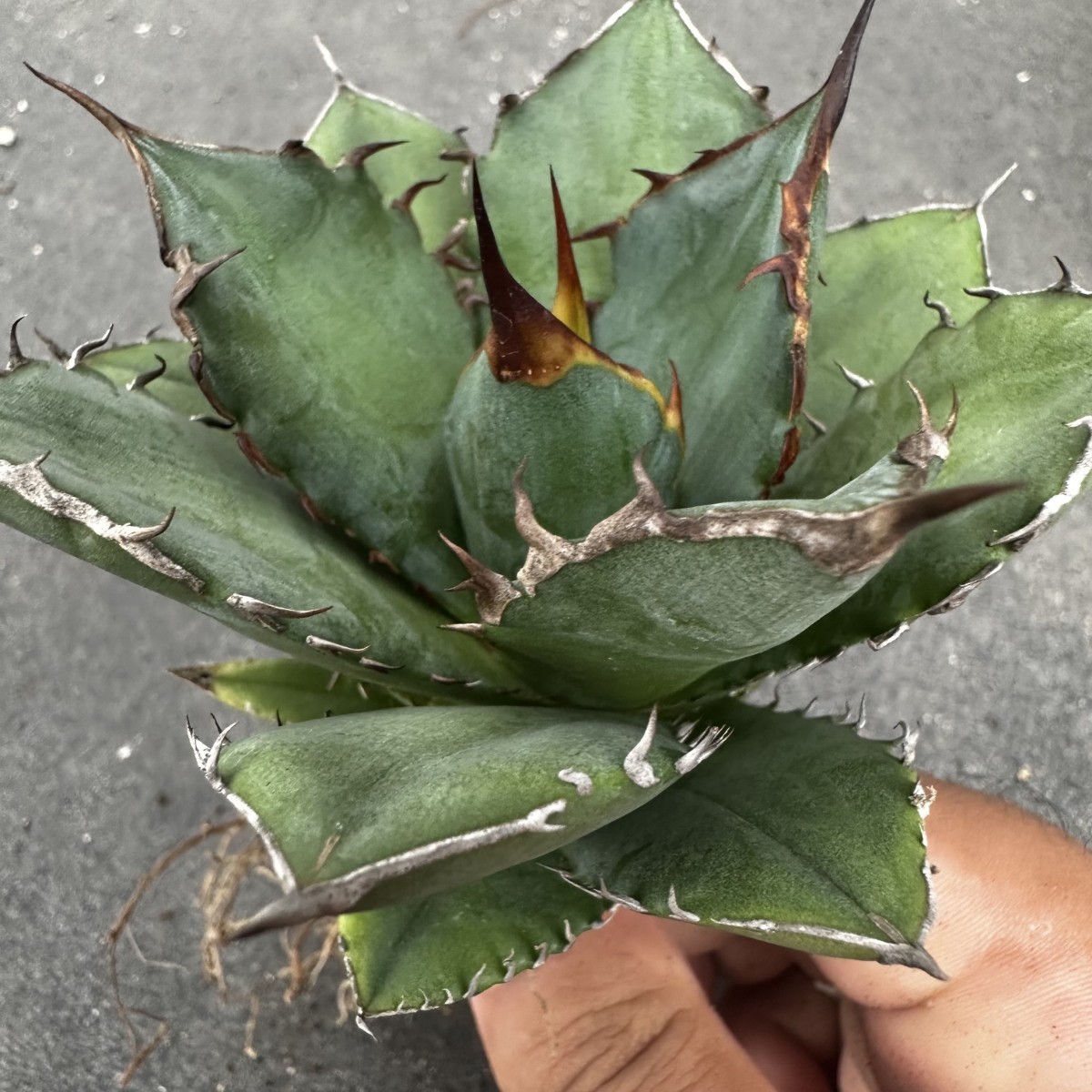 E43 パンダ園芸 AGAVE TITANOTA FO-076 アガベチタノタ 宝珠 中株(アガベ)｜売買されたオークション情報、yahooの商品情報をアーカイブ公開 - オークファン ...