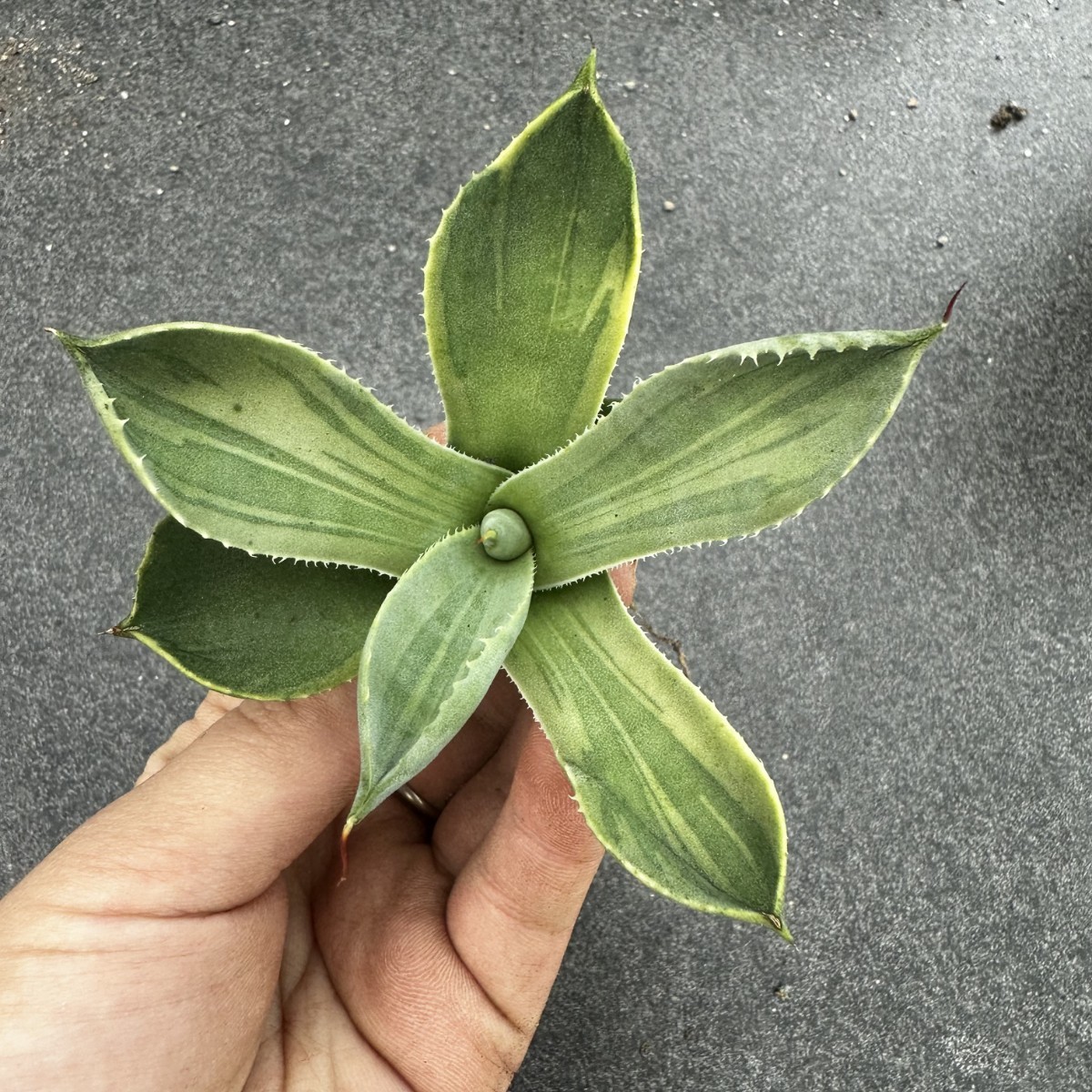 Yahoo!オークション - F49 【パンダ園芸】多肉植物アガベ パリー トラ...