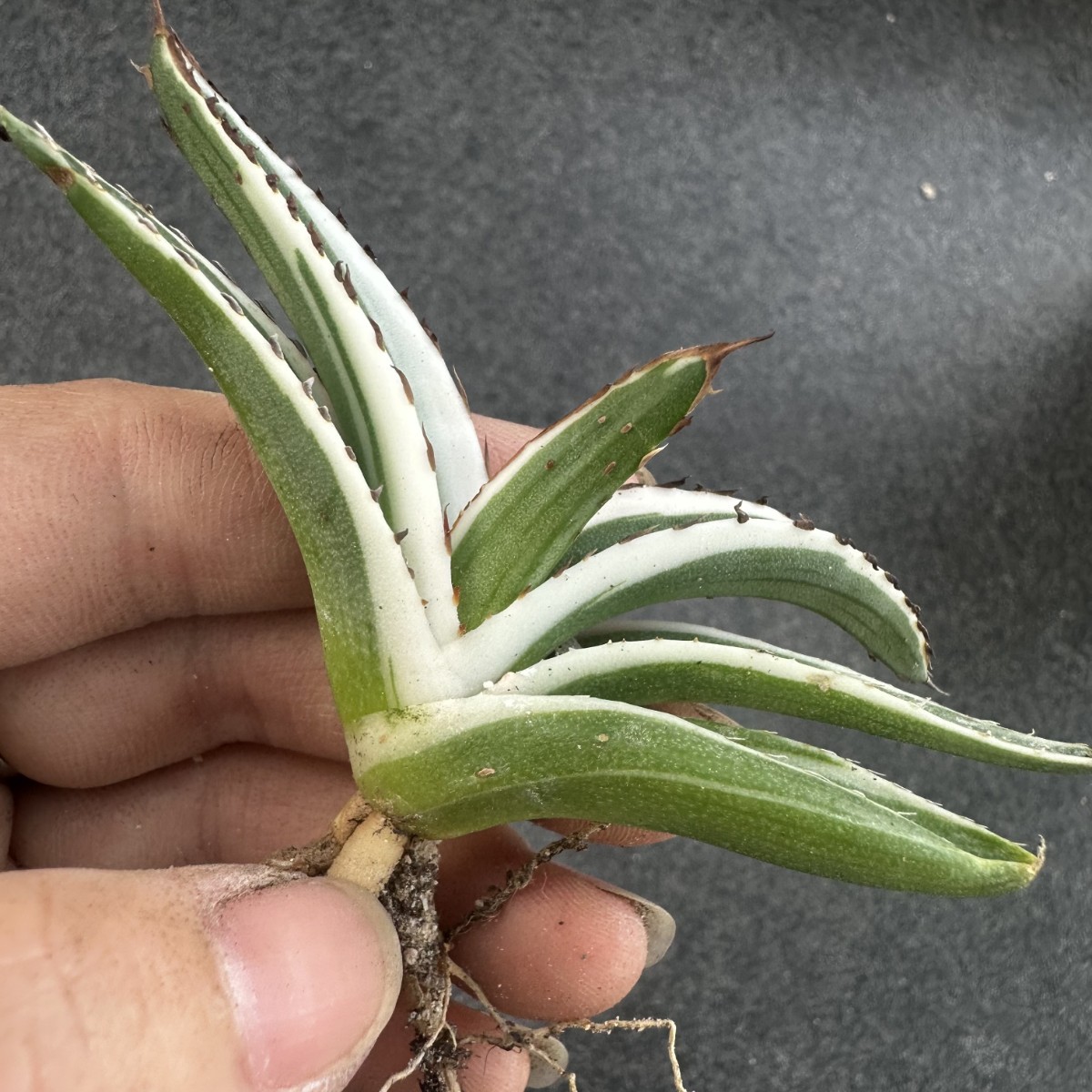 Yahoo!オークション - G48 【パンダ園芸】 アガベ チタノタ 氷山 発根...