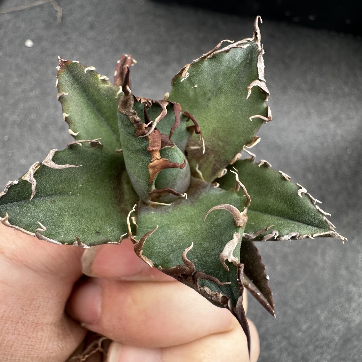 Yahoo!オークション - K49 【パンダ園芸】アガベ 多肉植物 チタノタ シ...